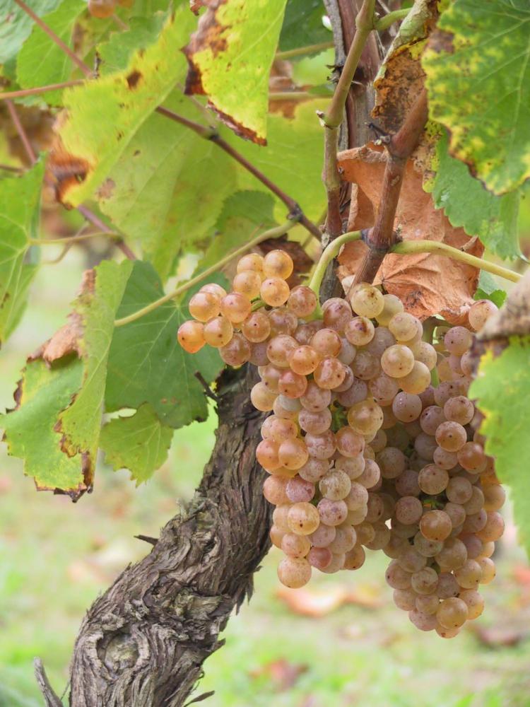 Galerie de photos - Caves et Vignobles du Gers